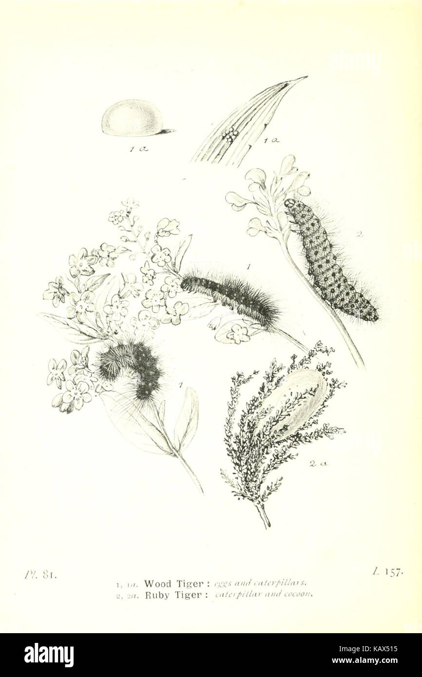 Map british isles line drawing hi-res stock photography and images - Alamy