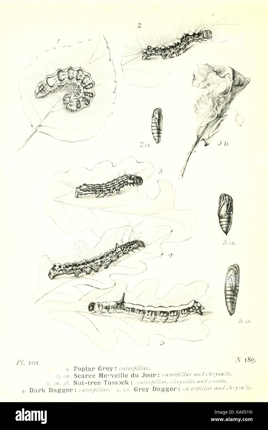 The moths of the British Isles BHL9919641 Stock Photo - Alamy