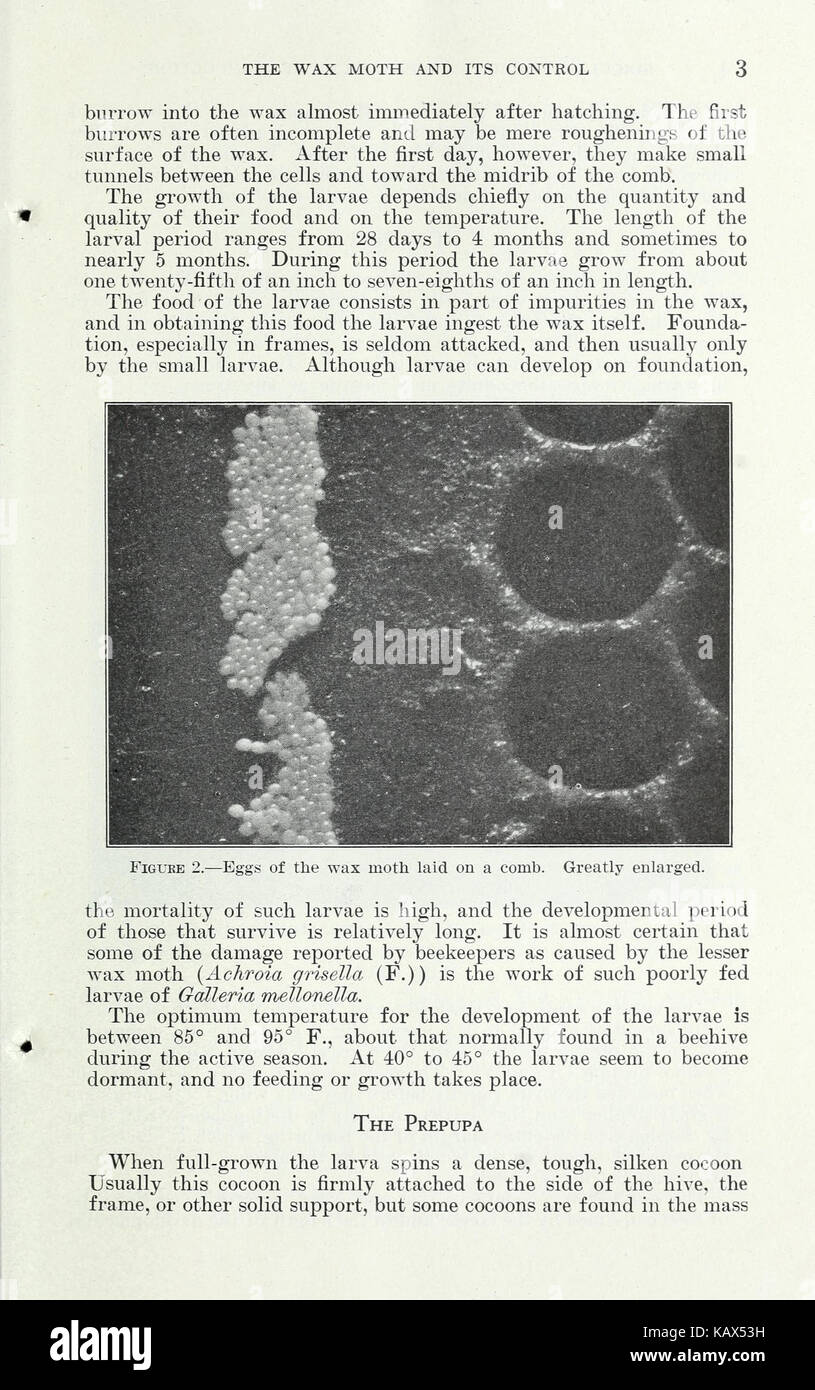 The wax moth and its control (Page 3) BHL41748859 Stock Photo - Alamy