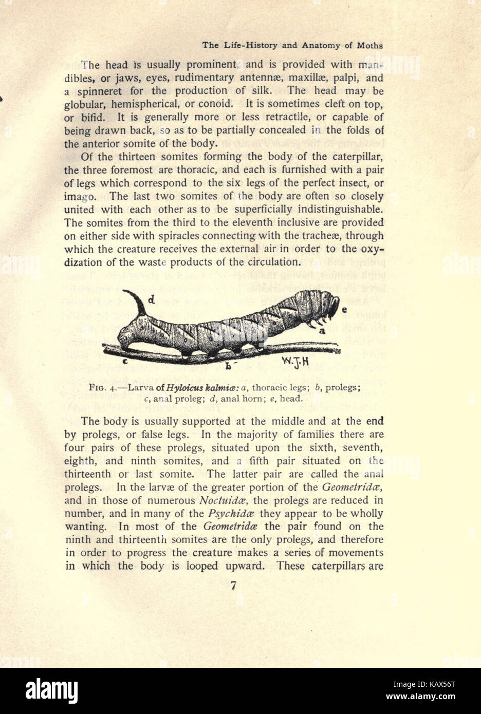 An illustration from 'The Moth Book,' featuring a detailed depiction of ...