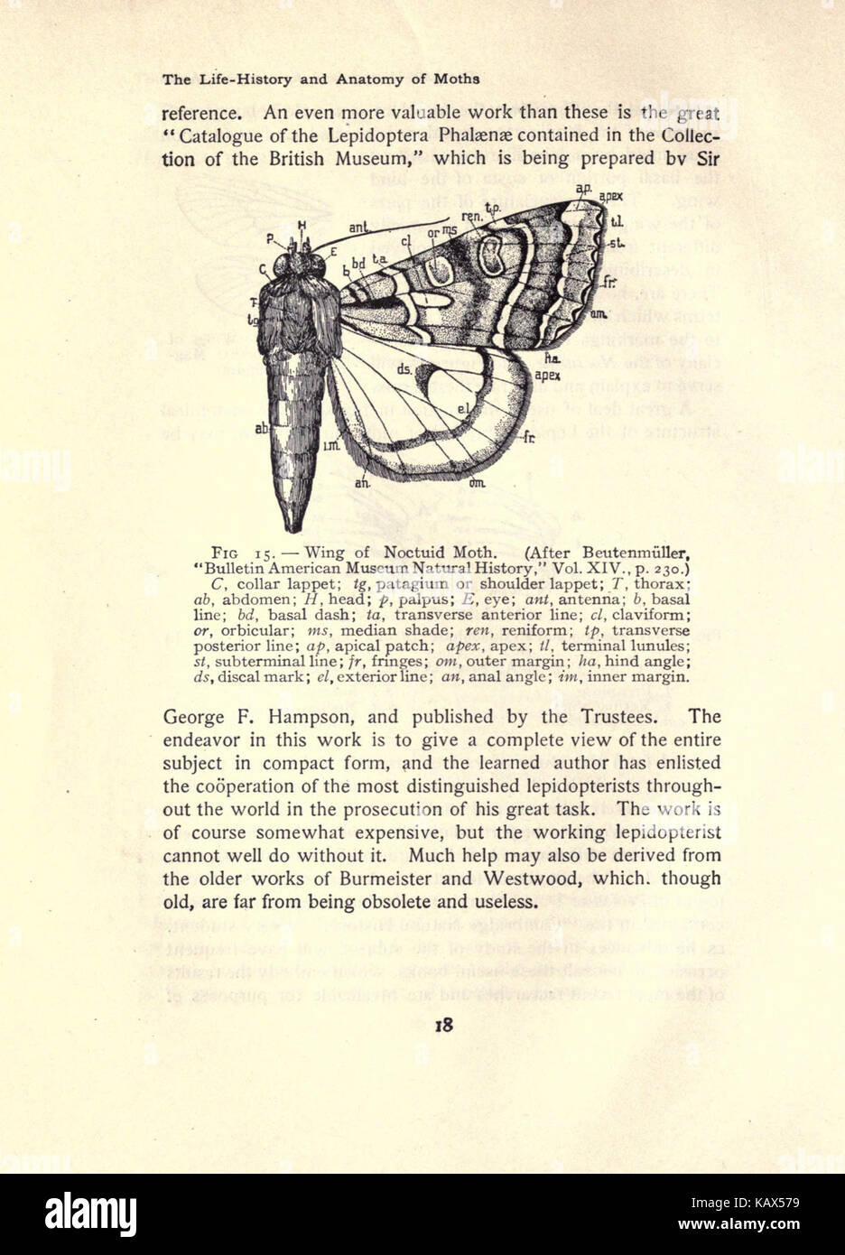 18 moth hi-res stock photography and images - Alamy