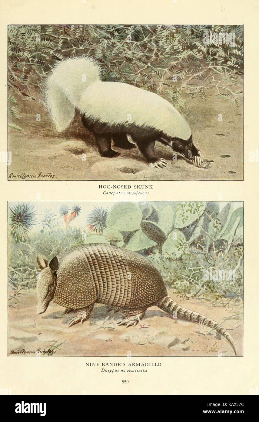 Wild animals of North America, intimate studies of big and little ...