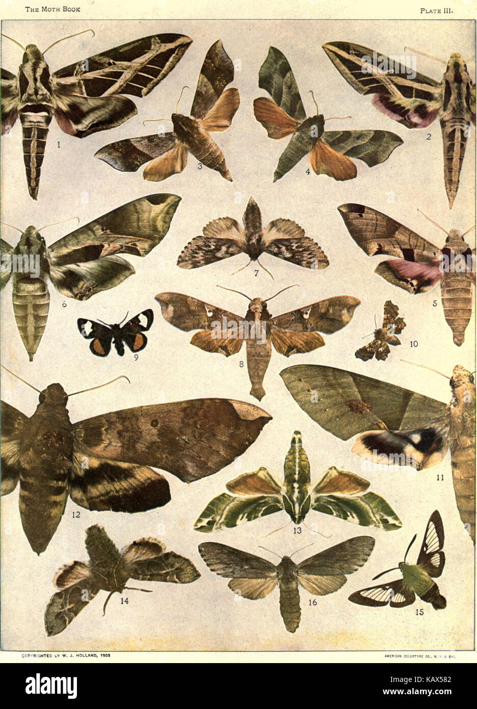 The moth book (Plate III) BHL21852952 Stock Photo - Alamy