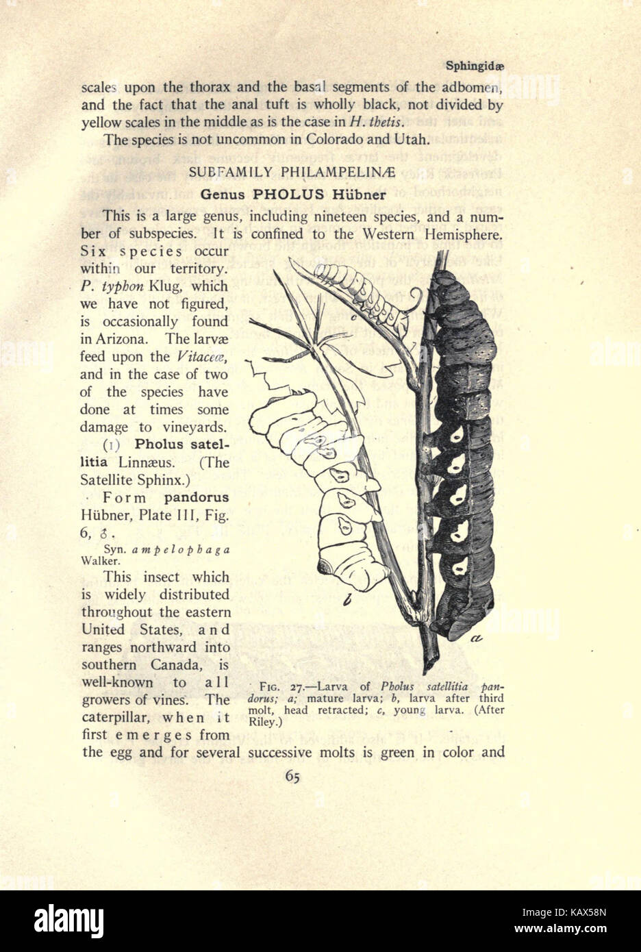 The moth book (Page 65, Fig. 27) BHL21852978 Stock Photo - Alamy