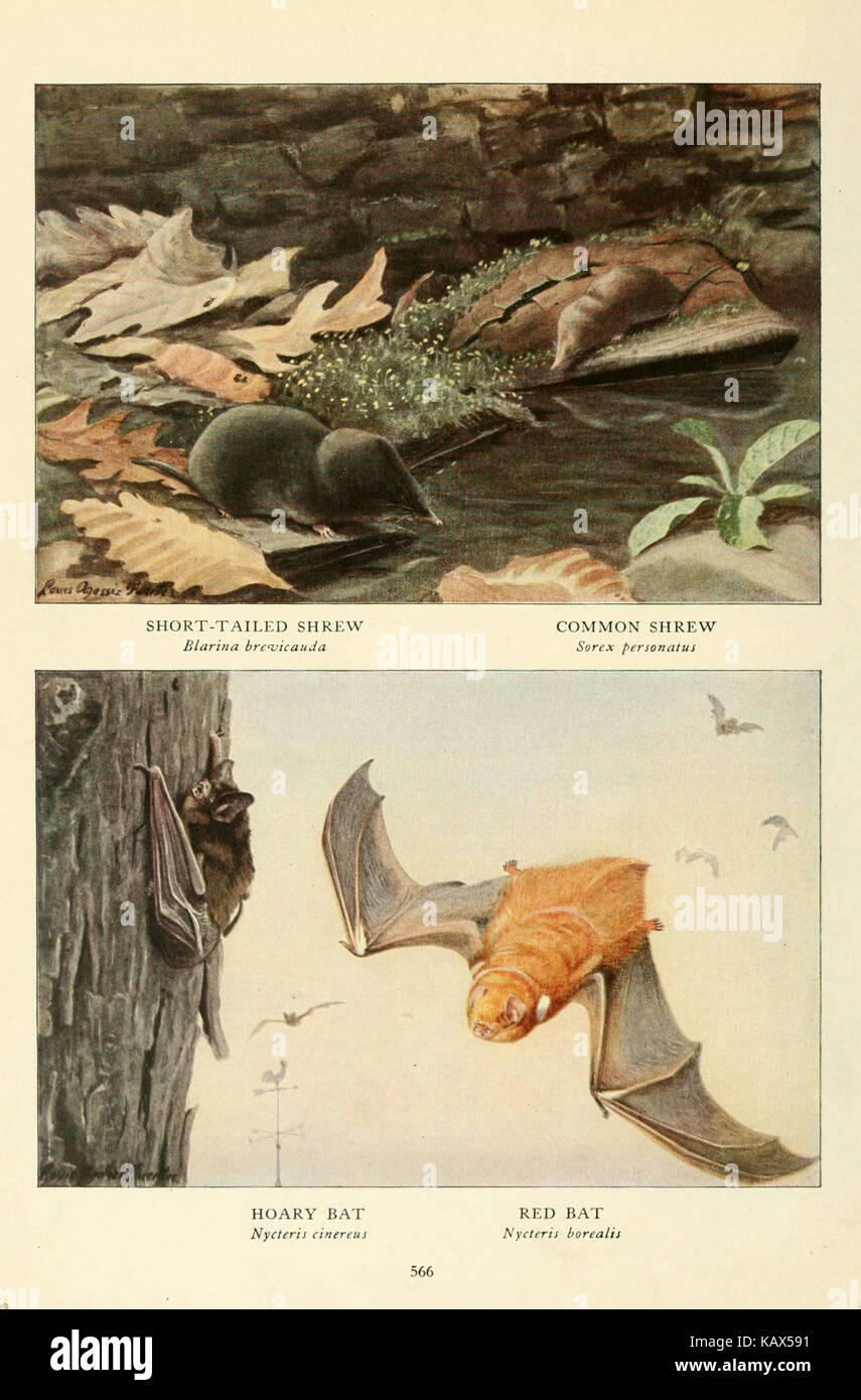 Wild animals of North America, intimate studies of big and little ...
