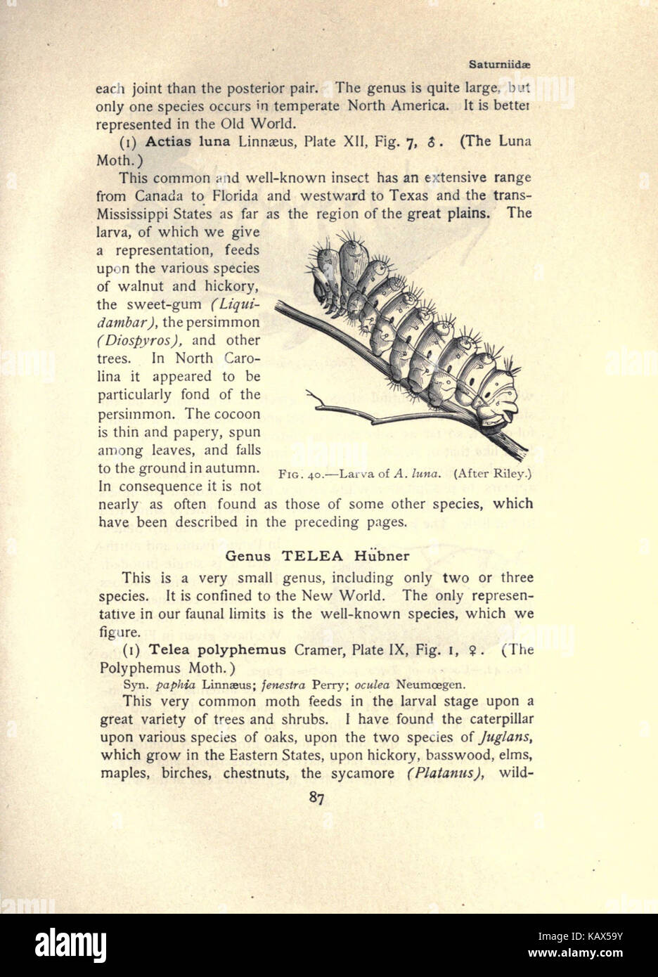 This page from *The Moth Book* features Figure 40, showcasing different ...