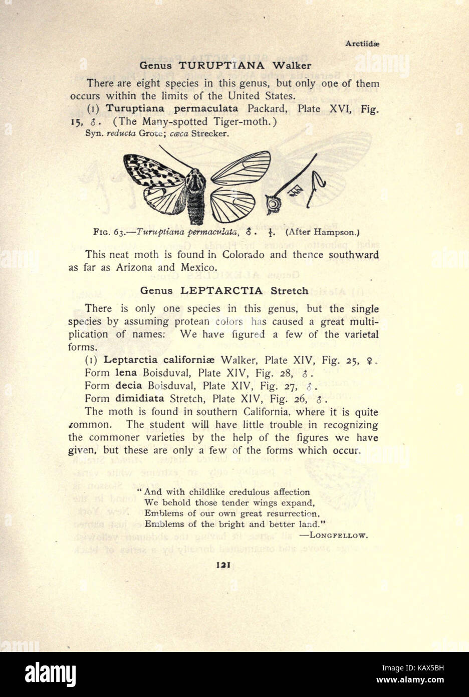 The moth book (Page 121, Fig. 63) BHL21853070 Stock Photo - Alamy