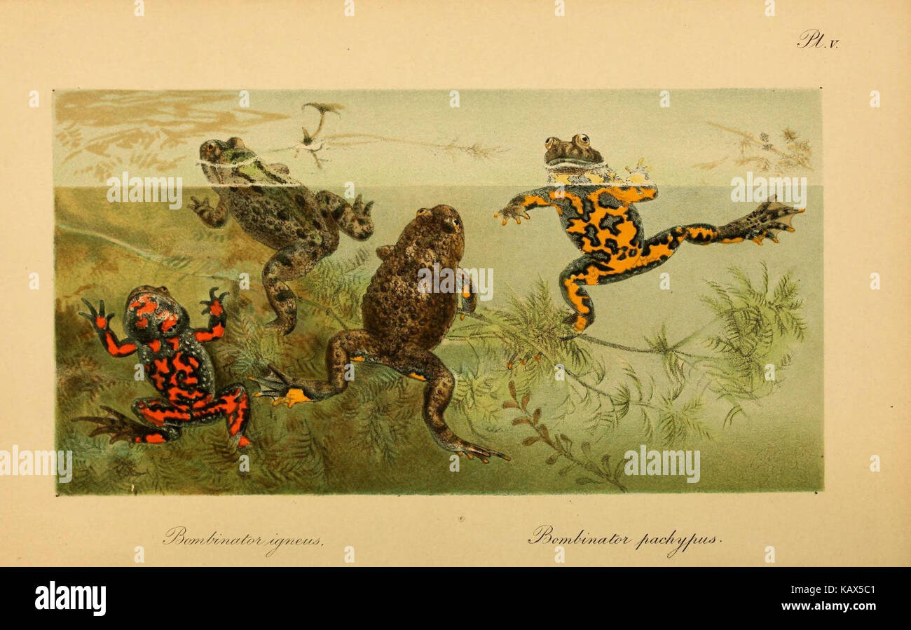 The tailless batrachians of Europe (6216966039 Stock Photo - Alamy