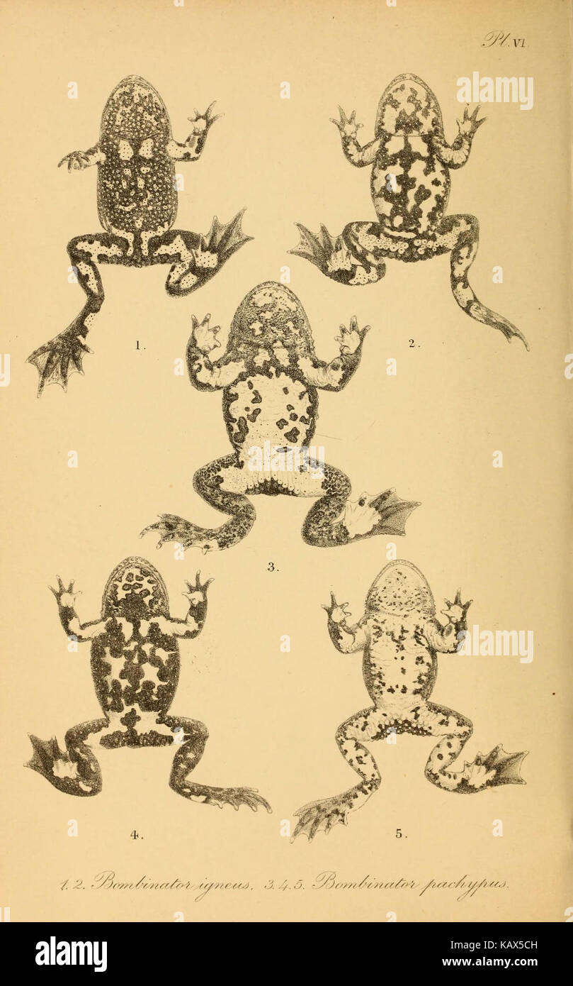 The tailless batrachians of europe hi-res stock photography and images ...