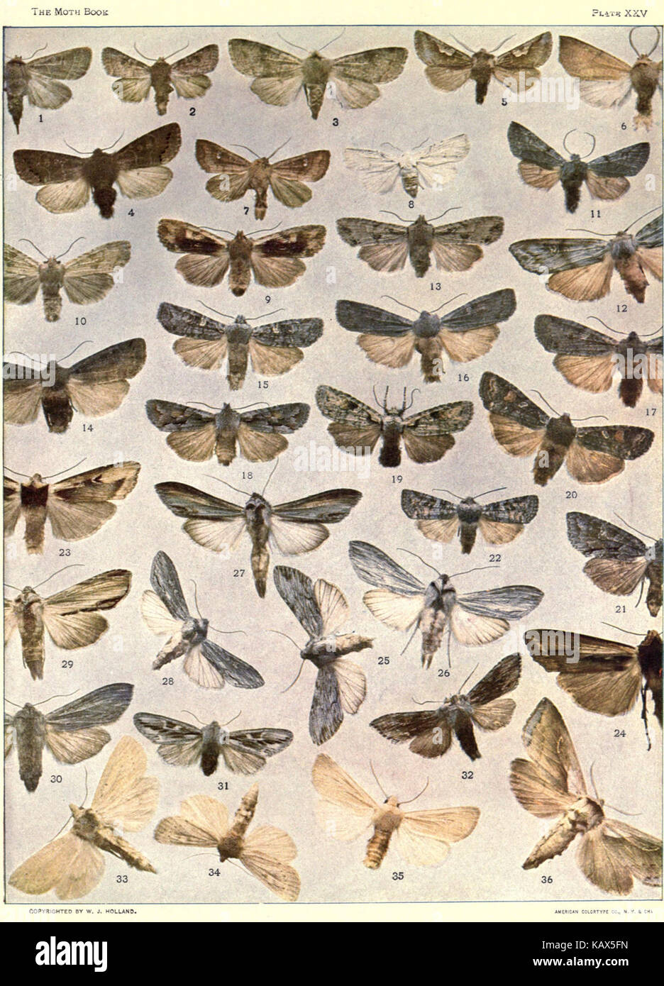 Plate XXV from *The Moth Book*, depicting detailed illustrations of ...