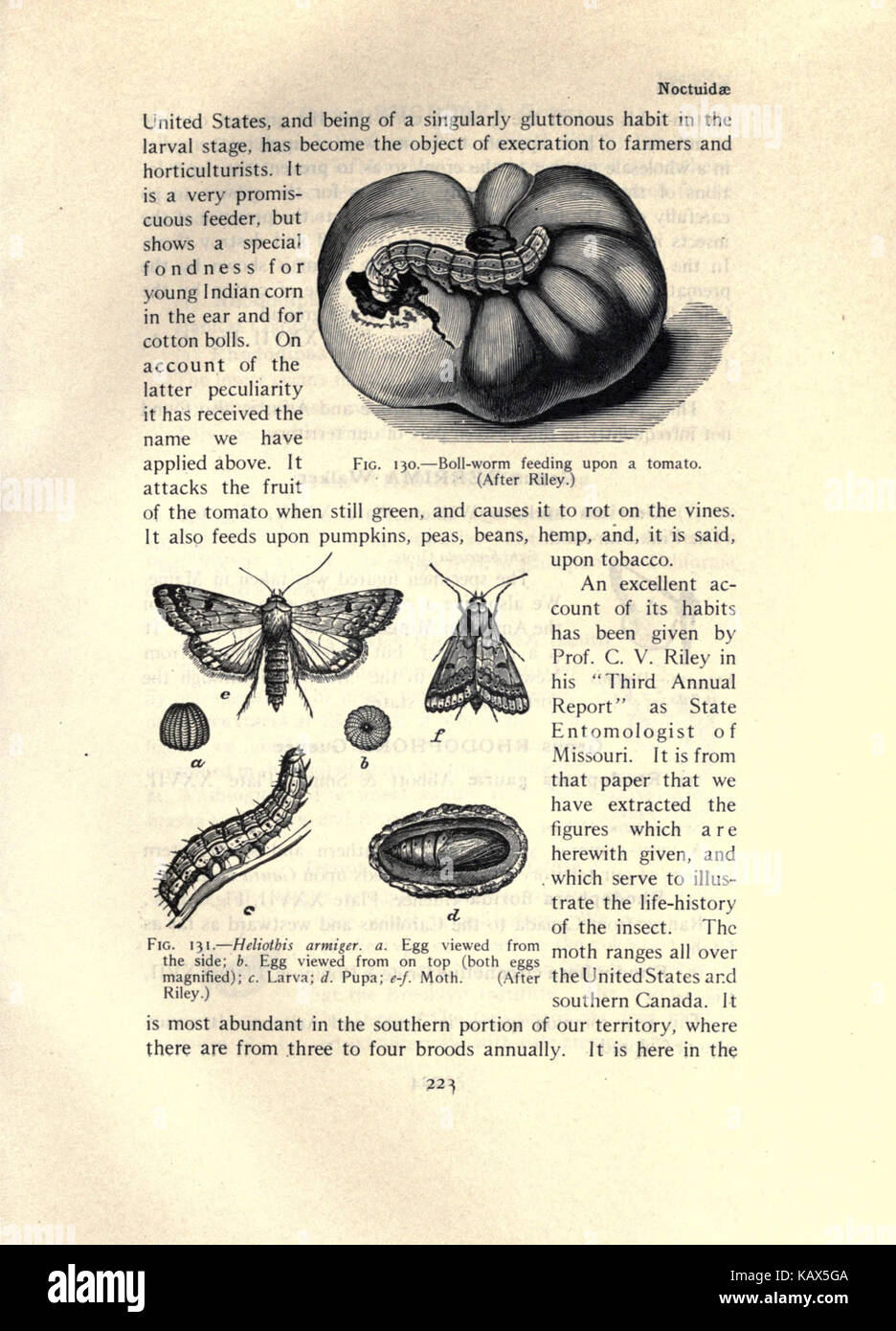 The moth book (Page 223, Figs. 130 131) BHL21853220 Stock Photo - Alamy