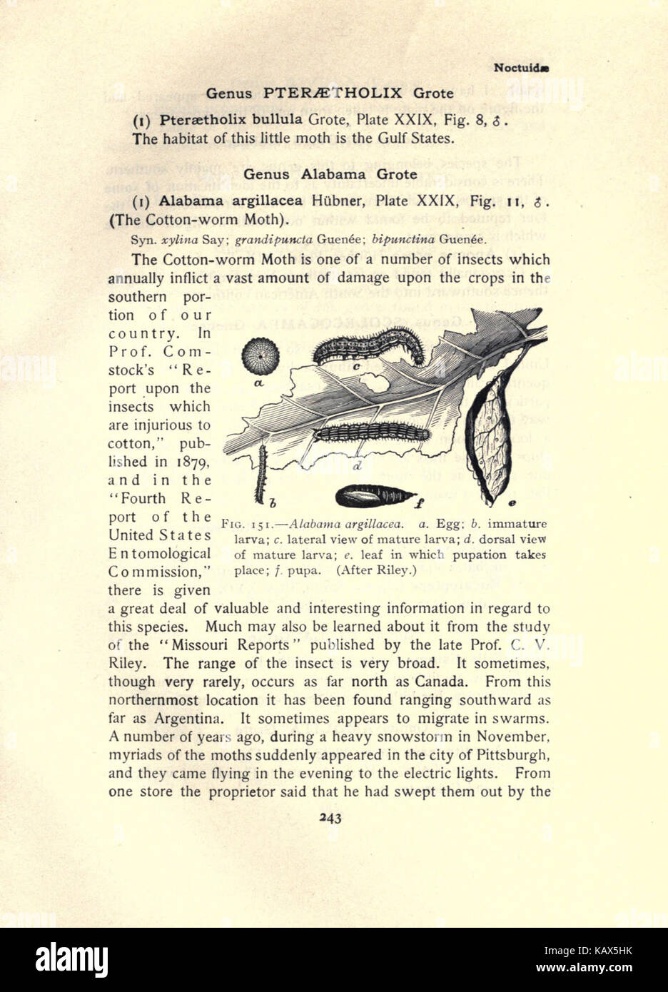 The moth book (Page 243, Fig. 151) BHL21853248 Stock Photo - Alamy