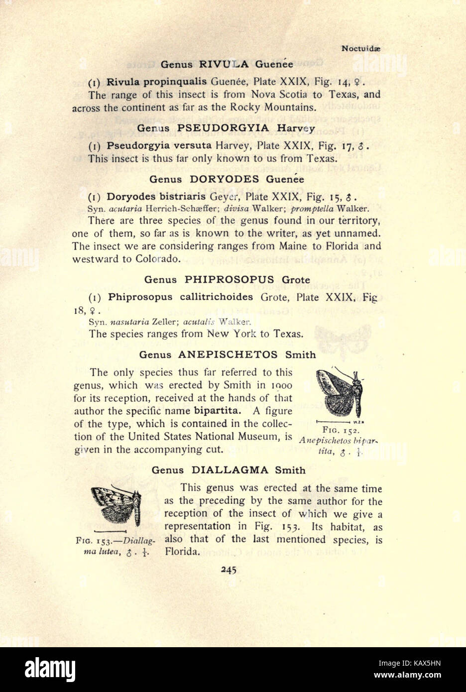 The moth book (Page 245, Figs. 152 153) BHL21853250 Stock Photo - Alamy