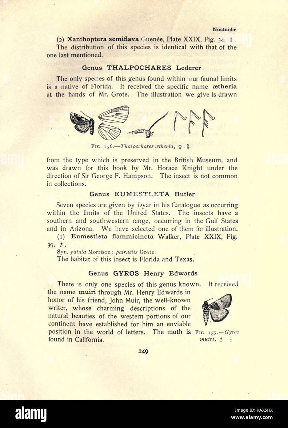 The moth book (Page 249, Figs. 156 157) BHL21853254 Stock Photo - Alamy