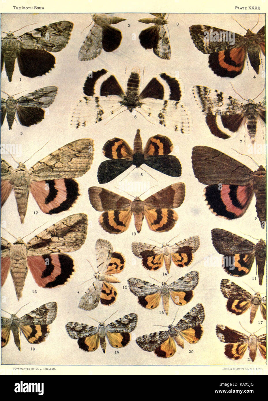 The moth book (Plate XXXII) BHL21853286 Stock Photo - Alamy