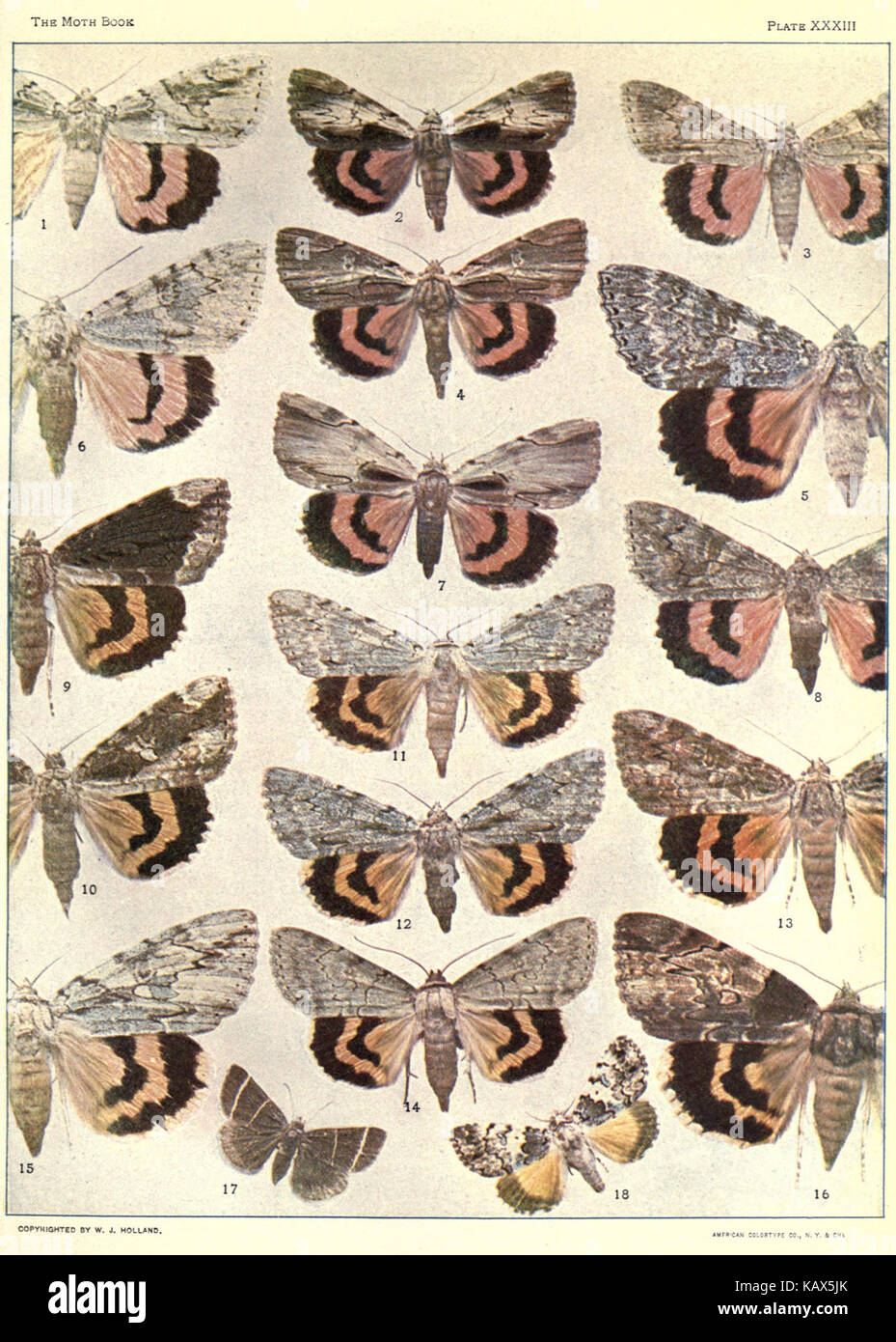 The moth book (Plate XXXIII) BHL21853292 Stock Photo - Alamy