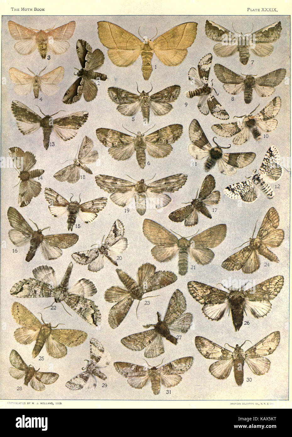 The moth book (Plate XXXIX) BHL21853344 Stock Photo - Alamy