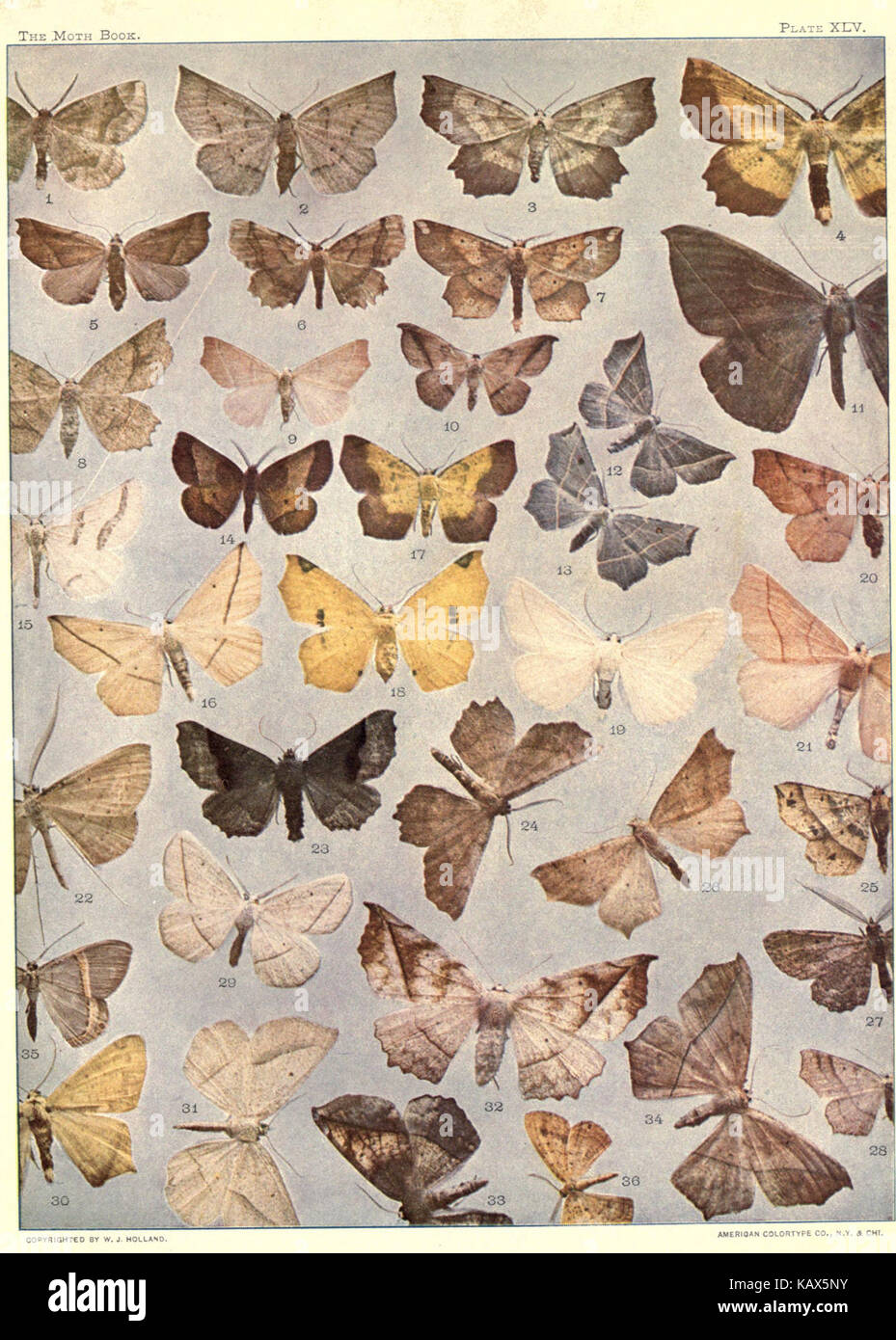 The moth book (Plate XLV) BHL21853426 Stock Photo - Alamy