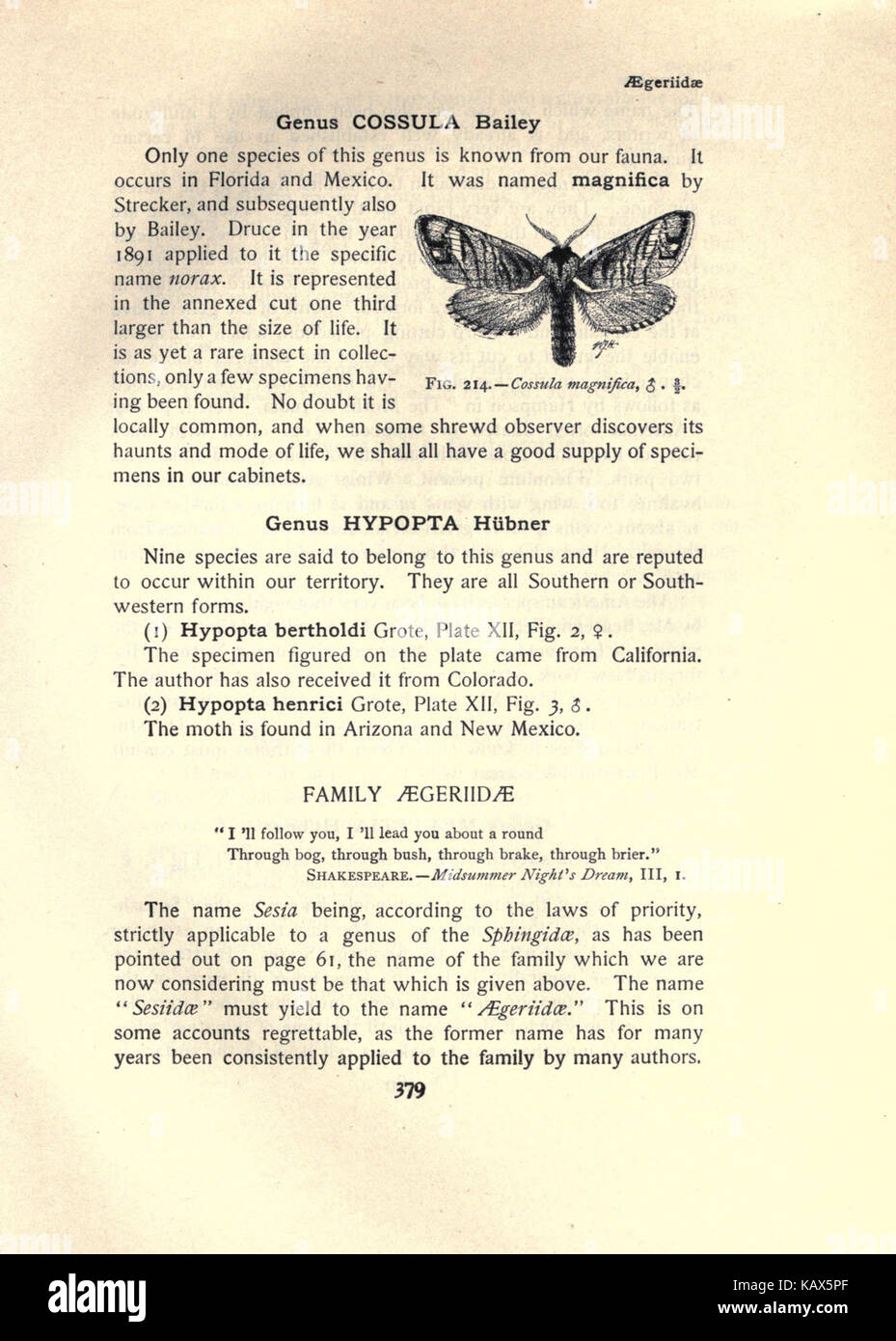 The moth book (Page 379, Fig. 214) BHL21853452 Stock Photo - Alamy