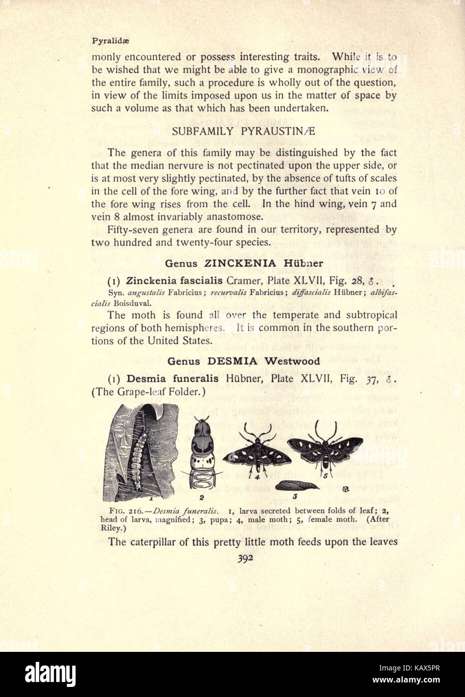 The moth book (Page 392, Fig. 216) BHL21853469 Stock Photo - Alamy
