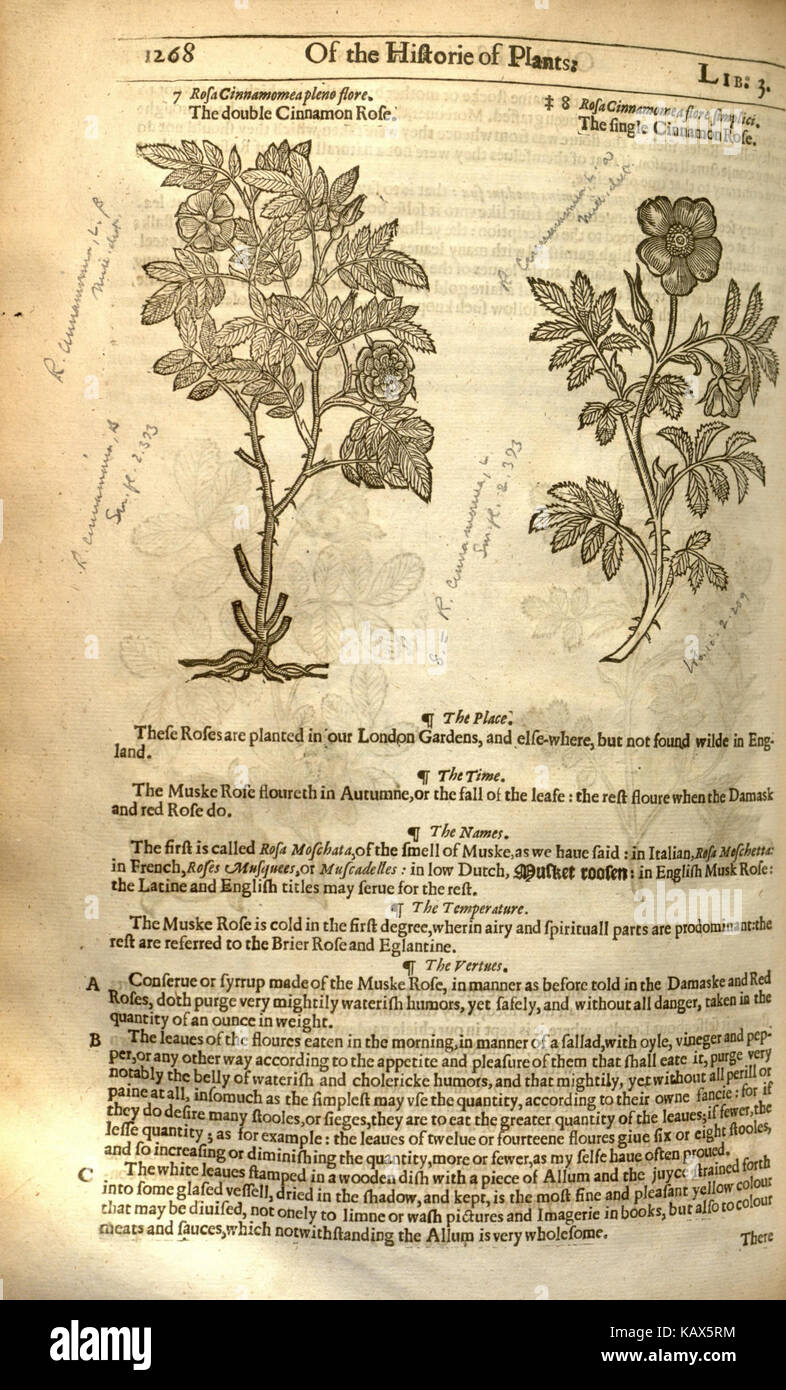 An illustration from *The Herball*, a comprehensive work on plants, first published by John ...