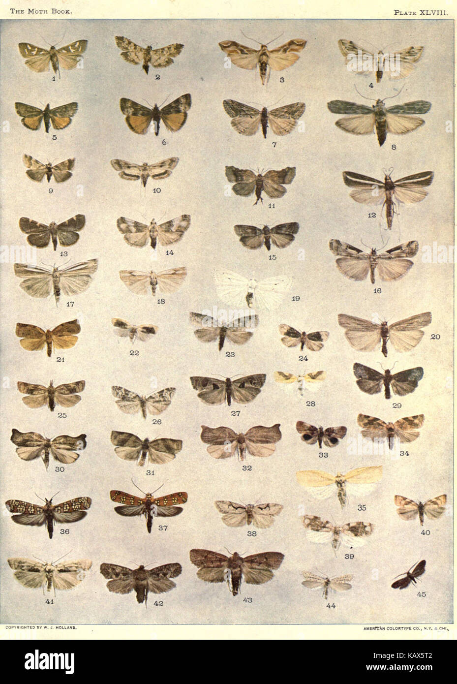 The moth book (Plate XLVIII) BHL21853496 Stock Photo - Alamy