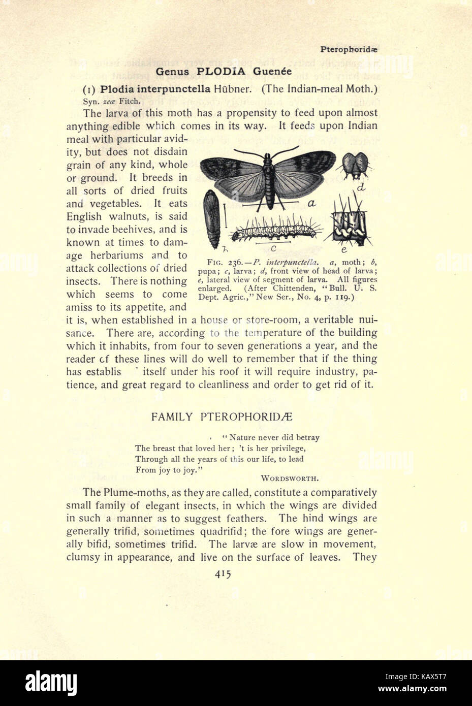 The moth book (Page 415, Fig. 236) BHL21853500 Stock Photo - Alamy