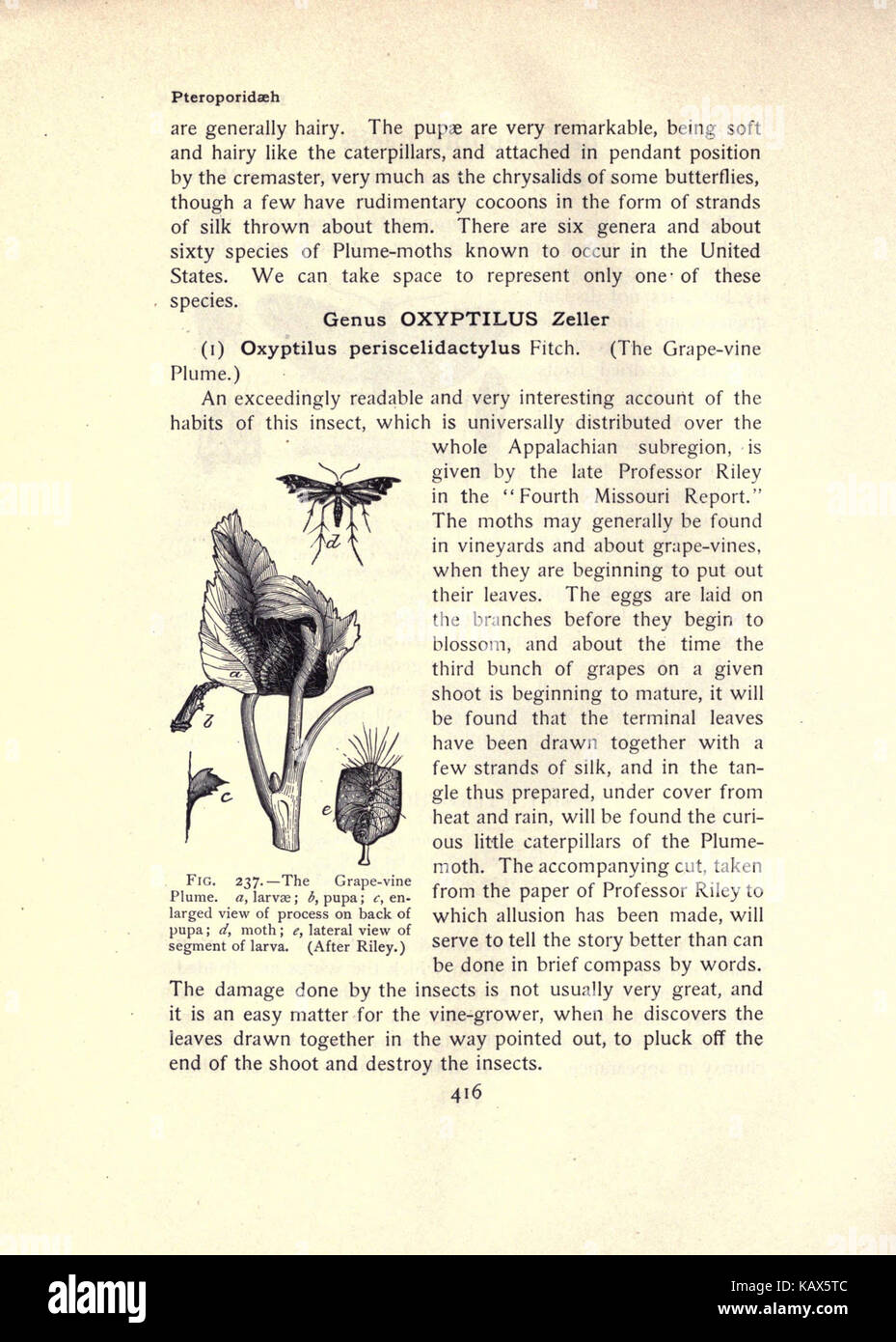 This page from 'The Moth Book' presents an illustration of moth species ...