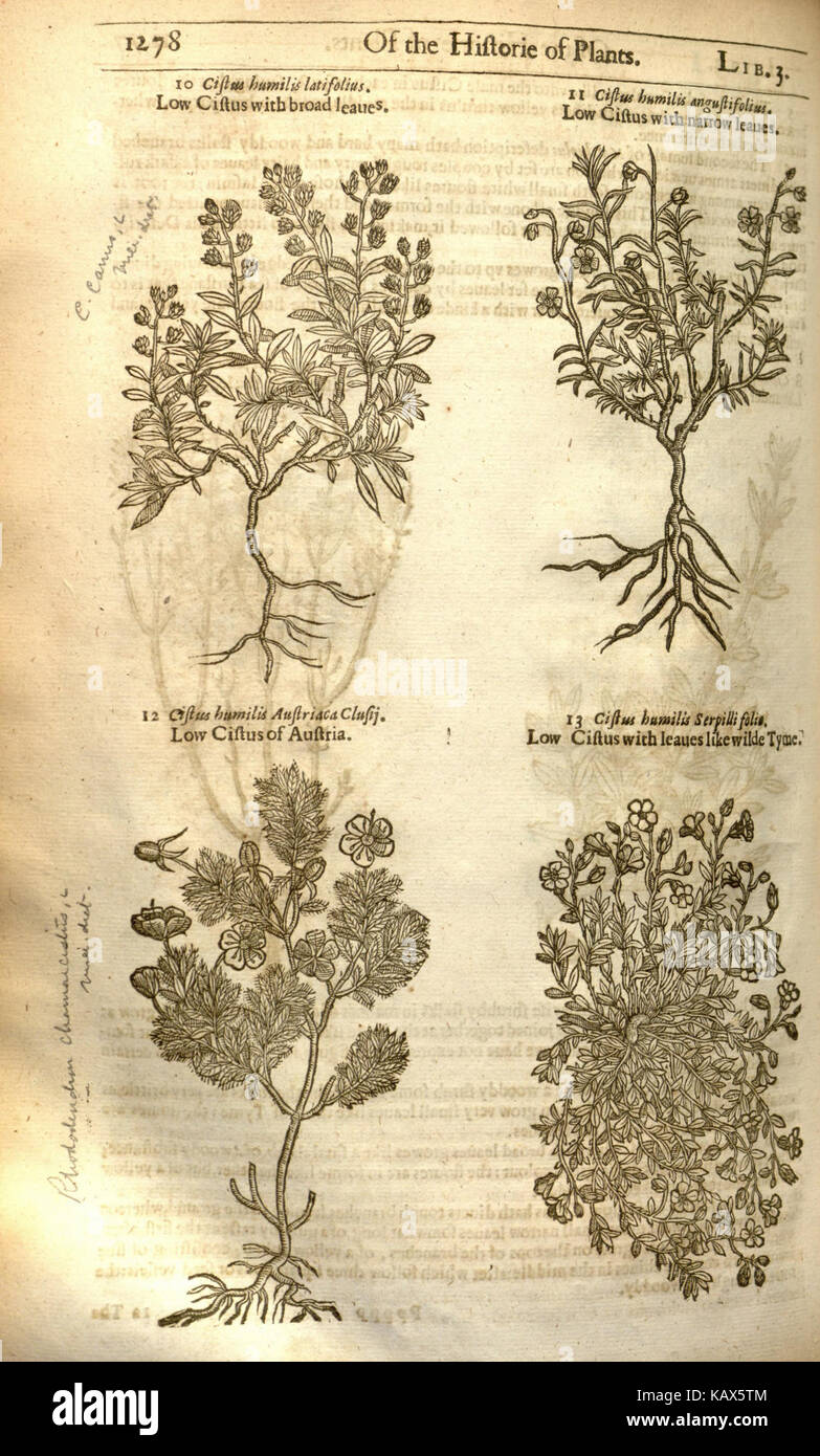 A page from 'The Herball' by John Gerard, documenting plants and herbs ...