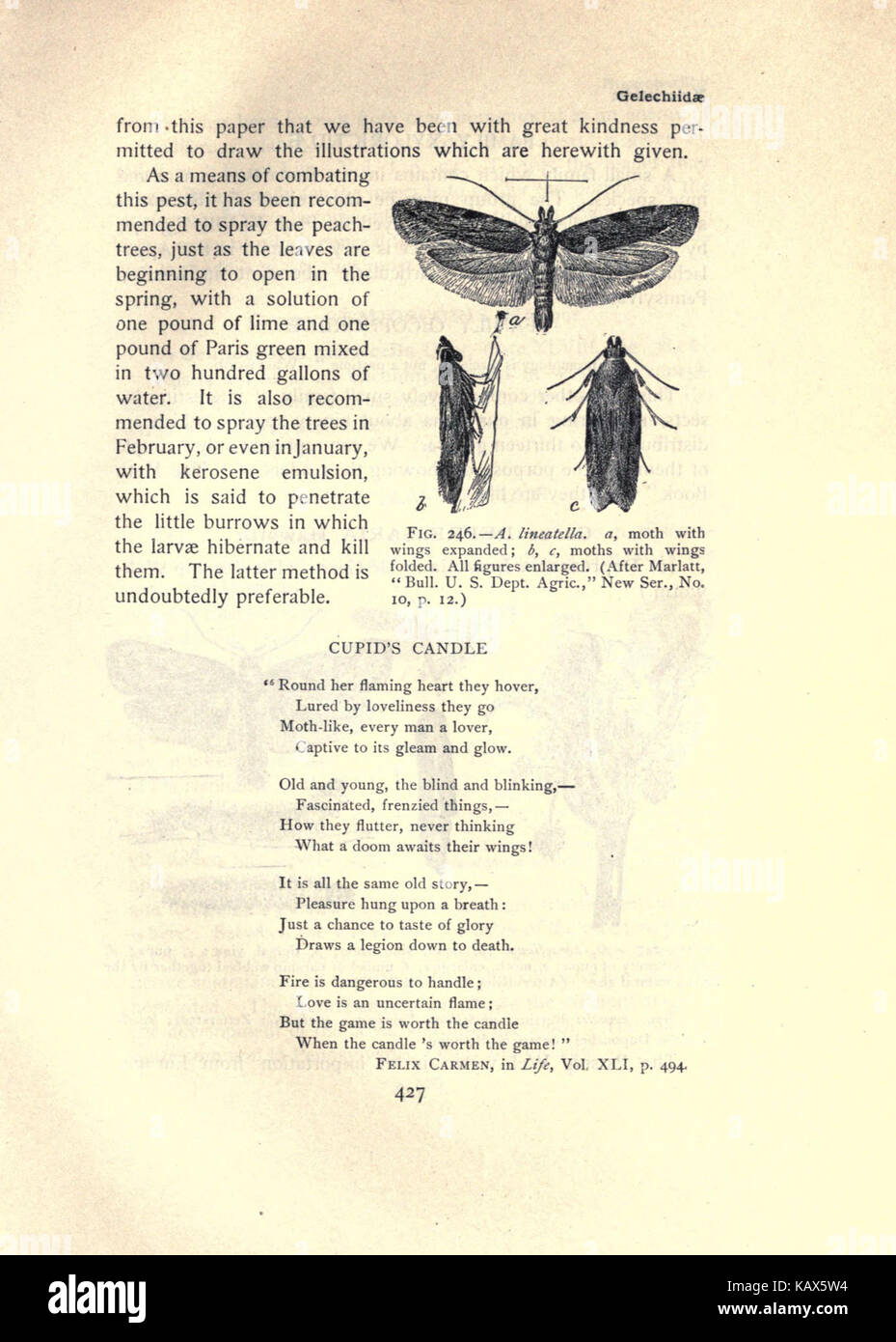 The moth book (Page 427, Fig. 246) BHL21853512 Stock Photo - Alamy