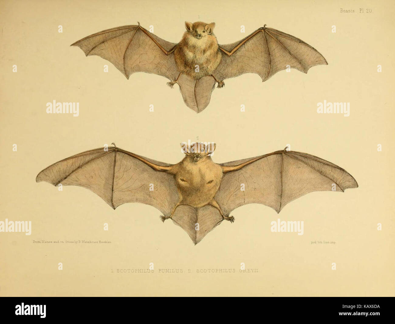 The zoology of the voyage of the H.M.S. Erebus and Terror (6258364876 ...