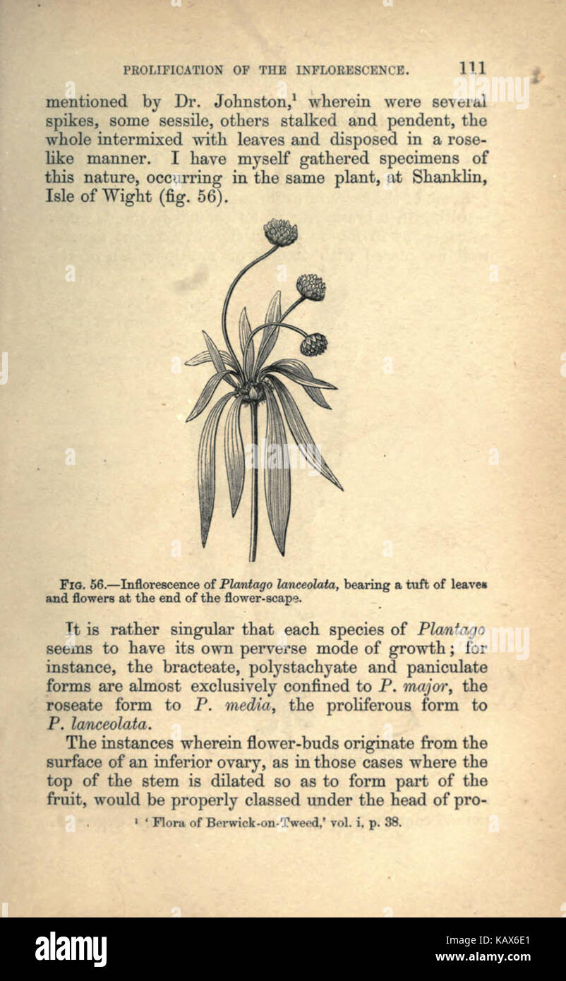 A detailed study of vegetable teratology, as shown on page 111 ...
