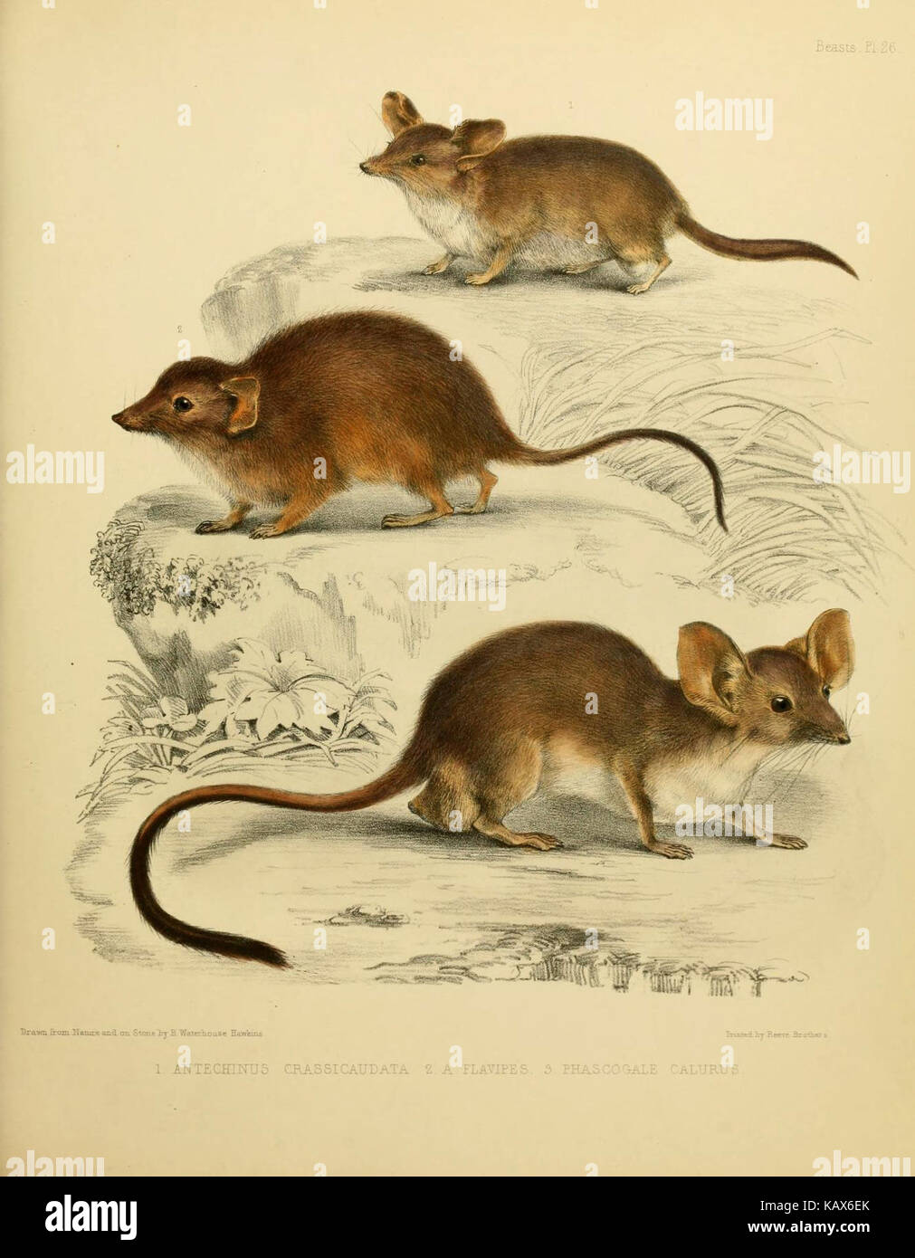 The zoology of the voyage of the H.M.S. Erebus and Terror (6258365466 ...