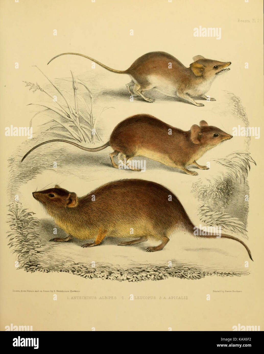 The zoology of the voyage of the H.M.S. Erebus and Terror (6257839817 ...