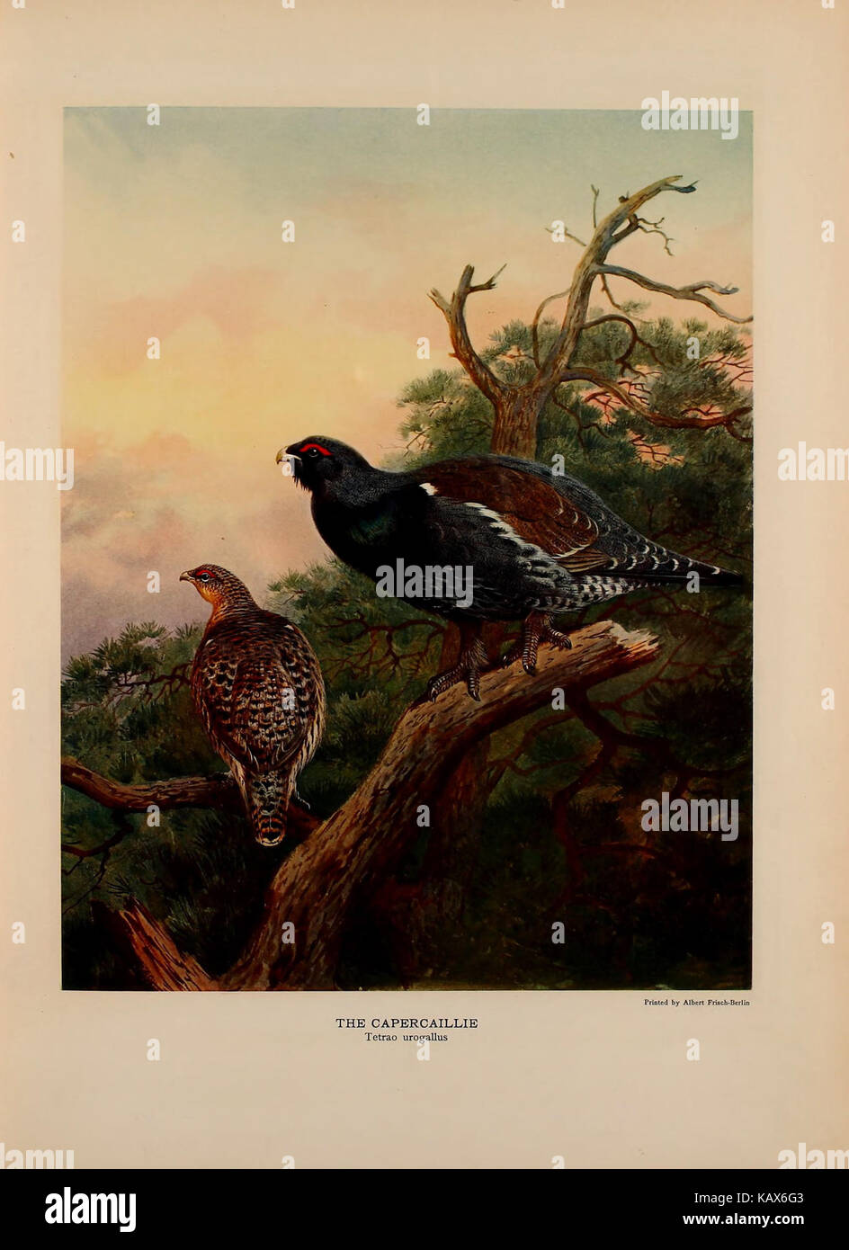 The natural history of British game birds BHL48418313 Stock Photo - Alamy