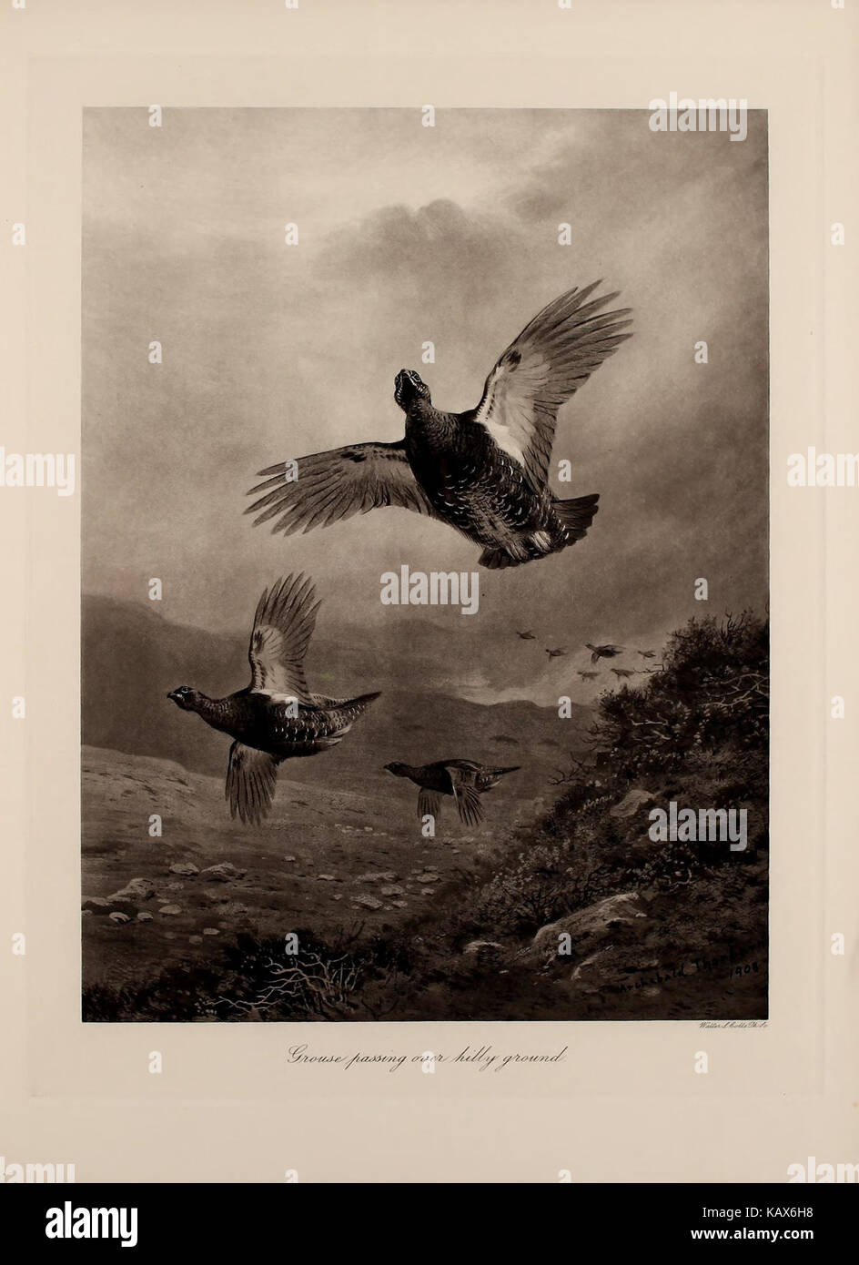 The natural history of British game birds BHL48418281 Stock Photo - Alamy