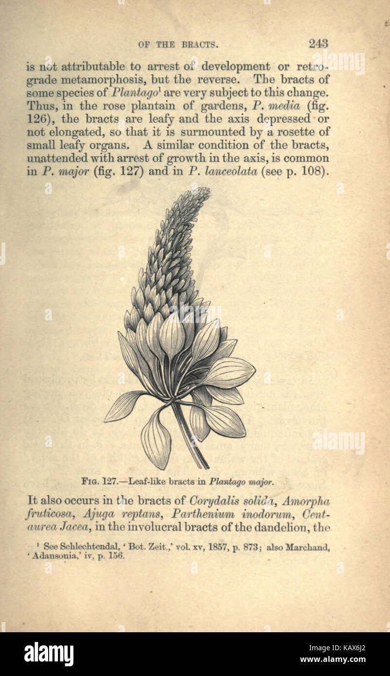 Vegetable teratology (Page 243) BHL16754555 Stock Photo - Alamy