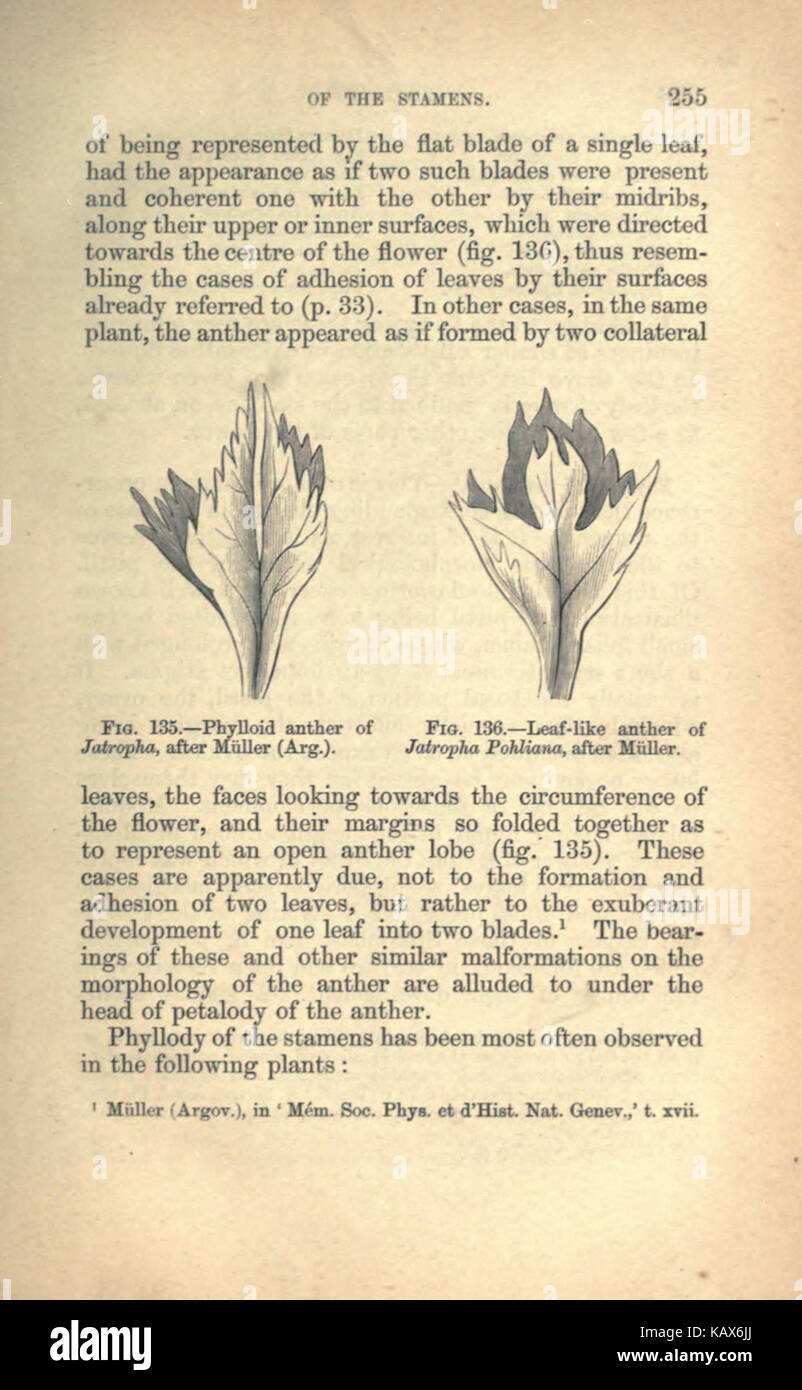Vegetable teratology (Page 255) BHL16754567 Stock Photo - Alamy