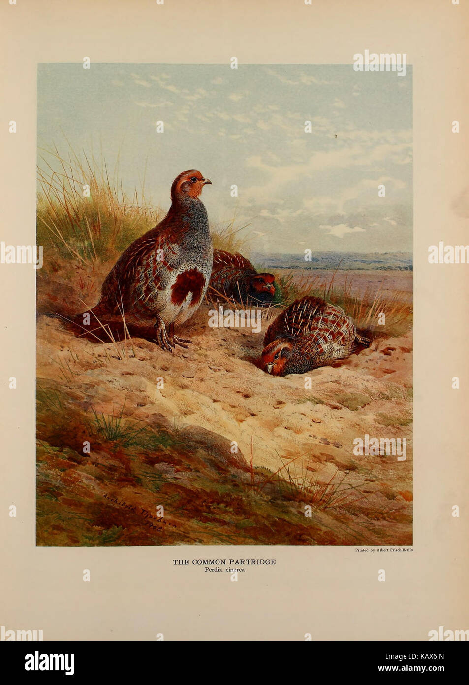 The natural history of British game birds BHL48418436 Stock Photo - Alamy