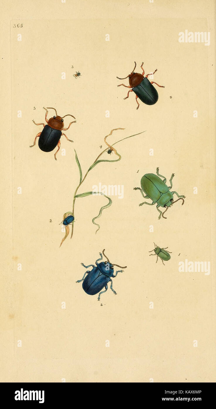 The natural history of British insects (Plate 365) BHL29954130 Stock ...