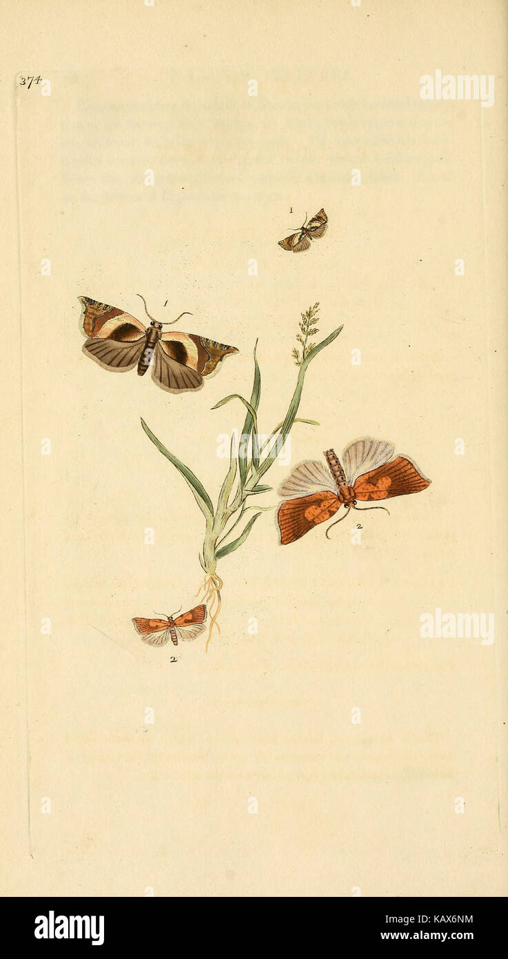 The natural history of British insects (Plate 374) BHL29954168 Stock ...