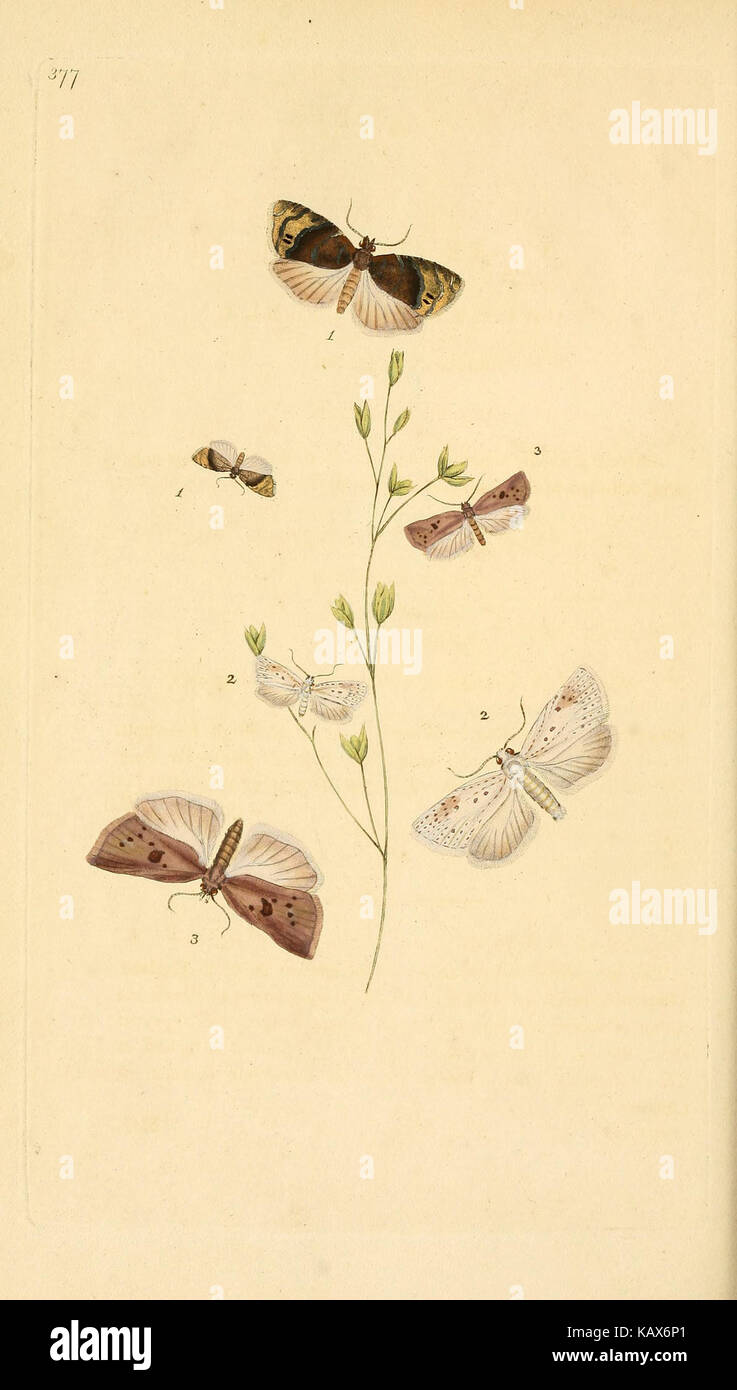 The natural history of British insects (Plate 377) BHL29954184 Stock ...