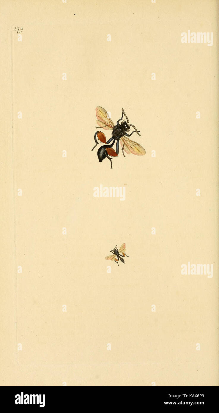 Plate 379 from 'The Natural History of British Insects' shows a ...