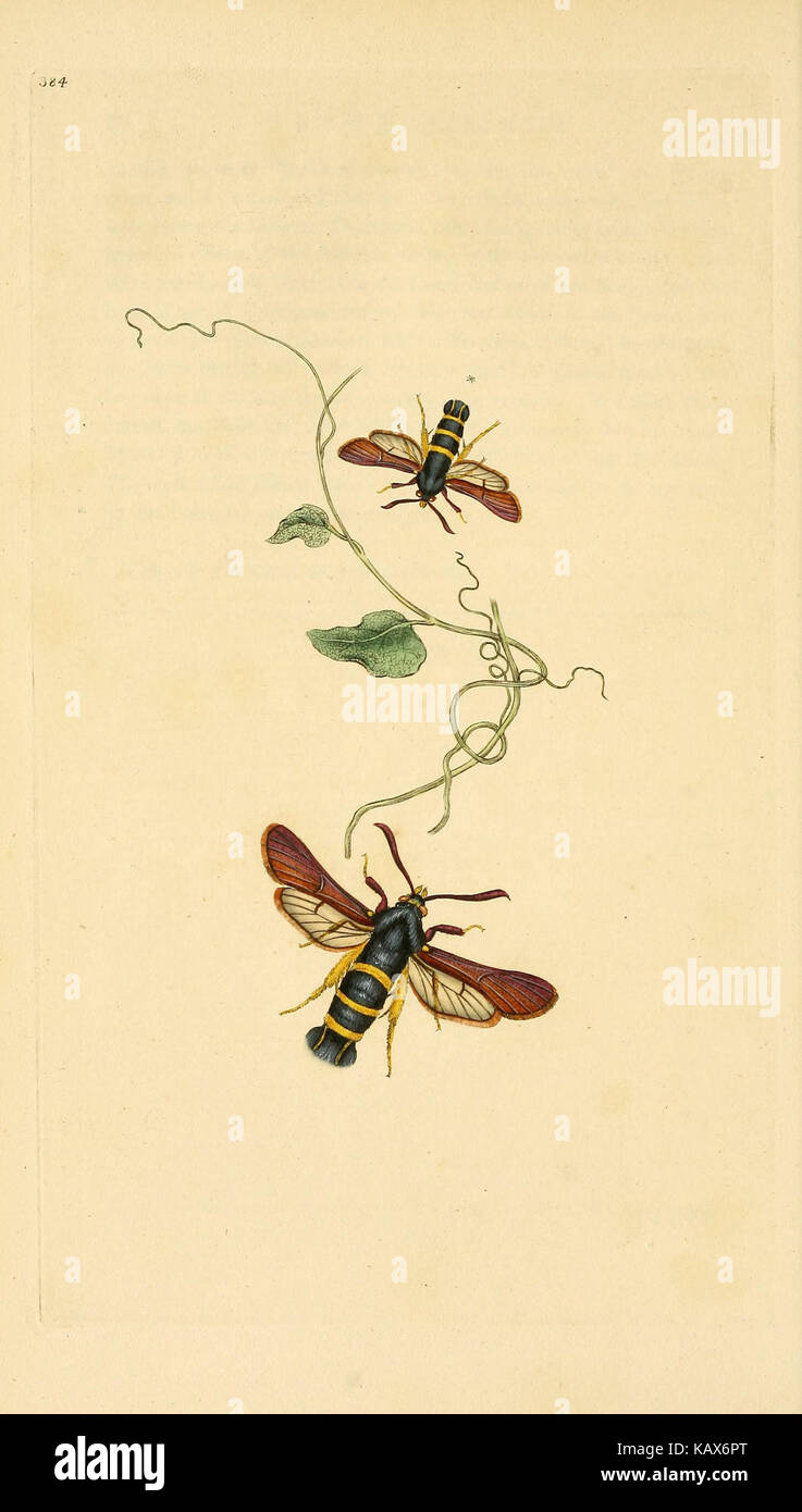 Plate 384 of 'The Natural History of British Insects' provides detailed ...