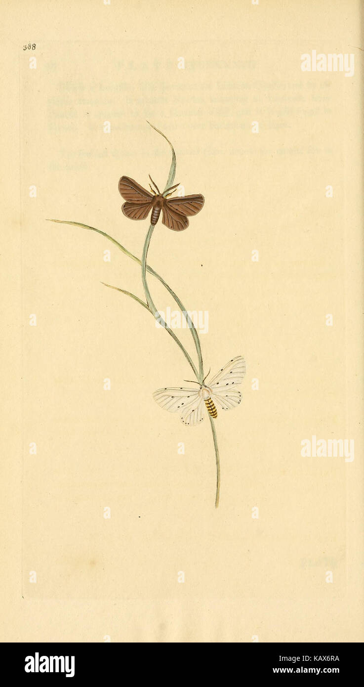 The natural history of British insects (Plate 388) BHL29954234 Stock ...