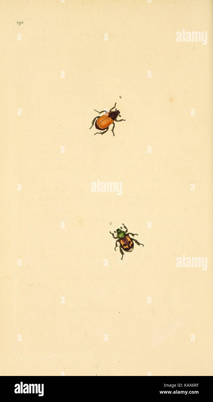 The natural history of British insects (Plate 390) BHL29954244 Stock ...