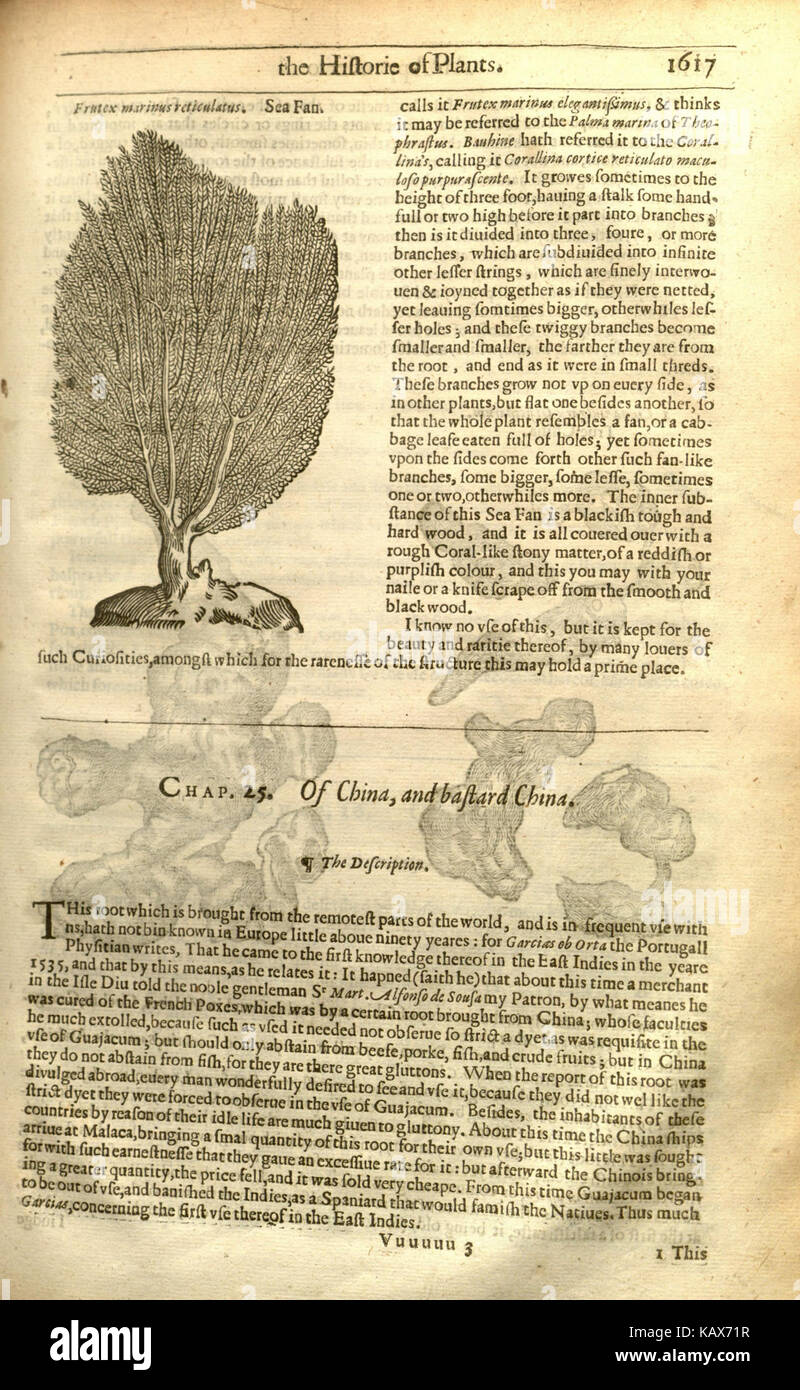 John gerard herbal in 1597 hi-res stock photography and images - Alamy