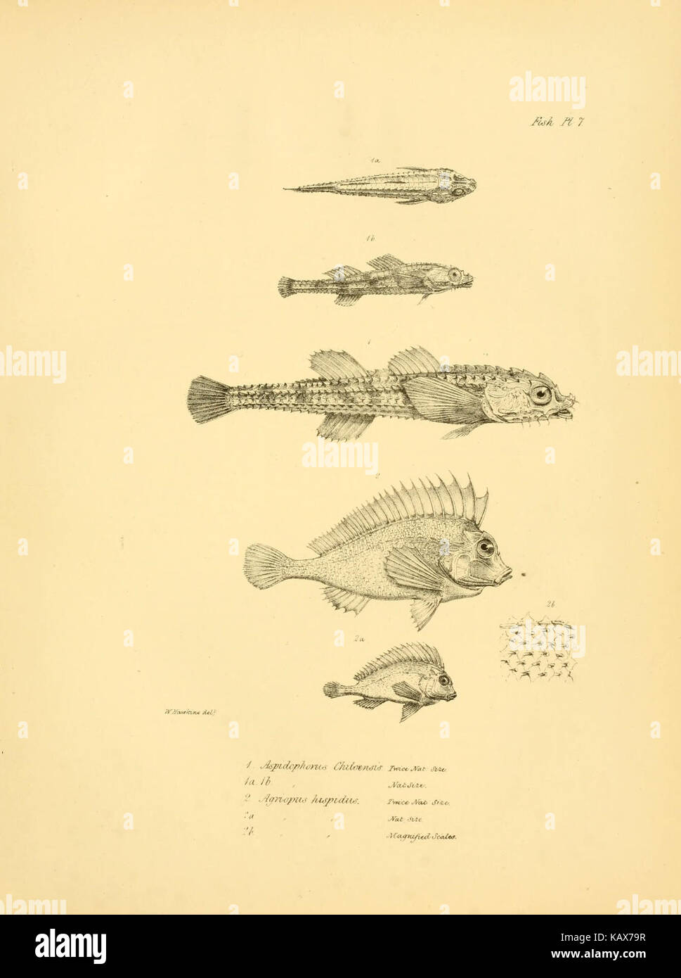 The zoology of the voyage of H.M.S. Beagle (Fish. Pl. 7) BHL14063516 ...