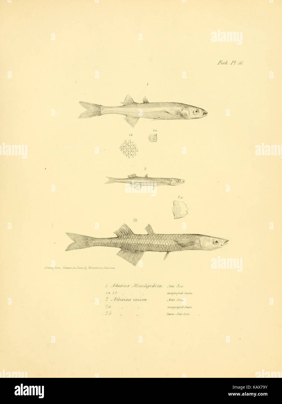 The zoology of the voyage of H.M.S. Beagle (Fish. Pl. 16) BHL14063600 ...