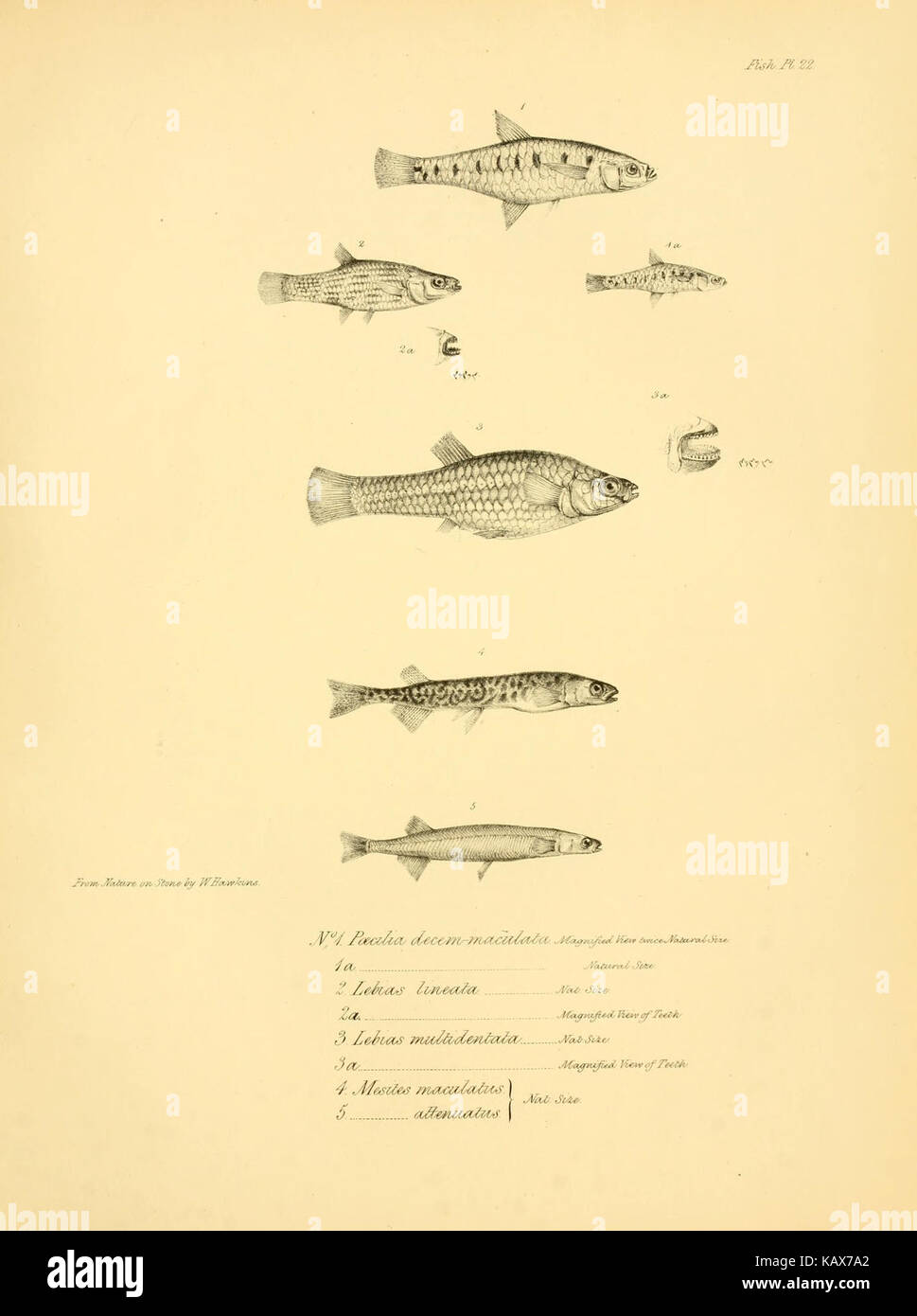 The zoology of the voyage of H.M.S. Beagle (Fish. Pl. 22) BHL14063662 ...